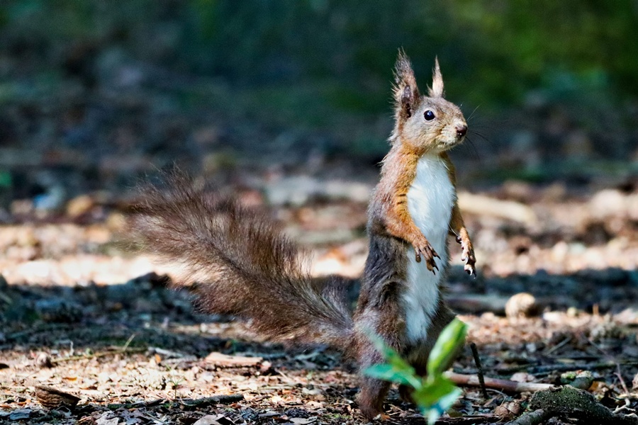 Afinal, existem esquilos no Brasil?