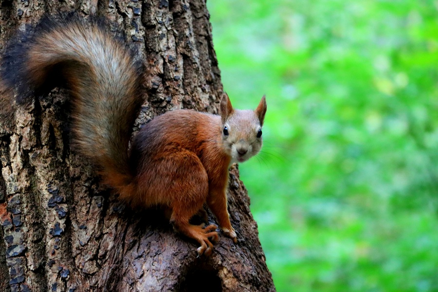 Afinal, existem esquilos no Brasil?